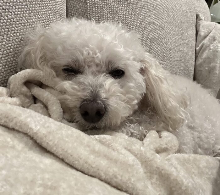Meet The Dogs of Fluent Research - Fluent Research